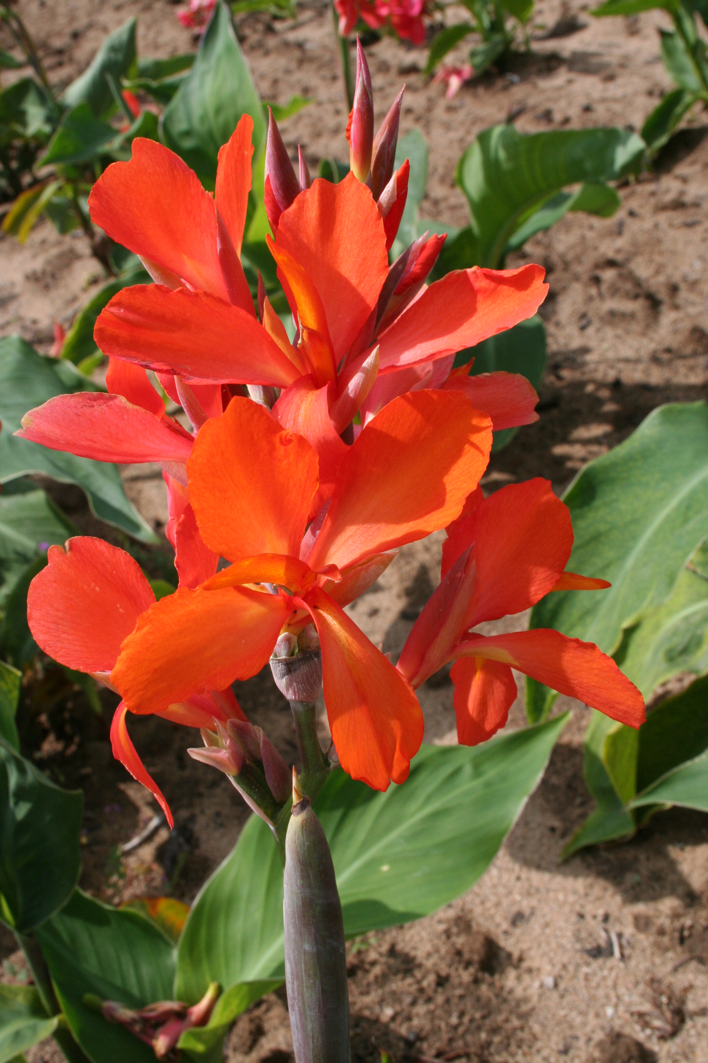 Cannas nains