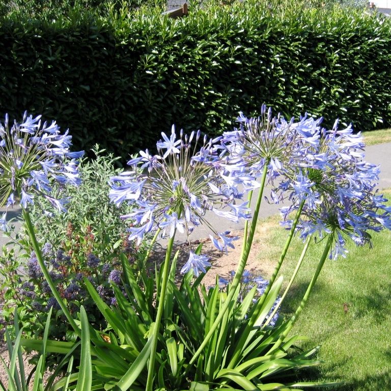 Agapanthus