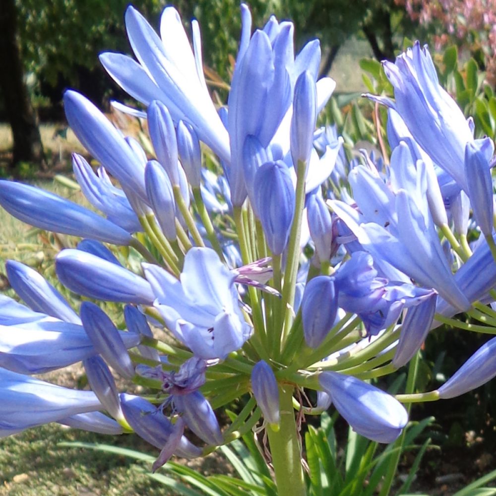 Dwarf Agapanthus
