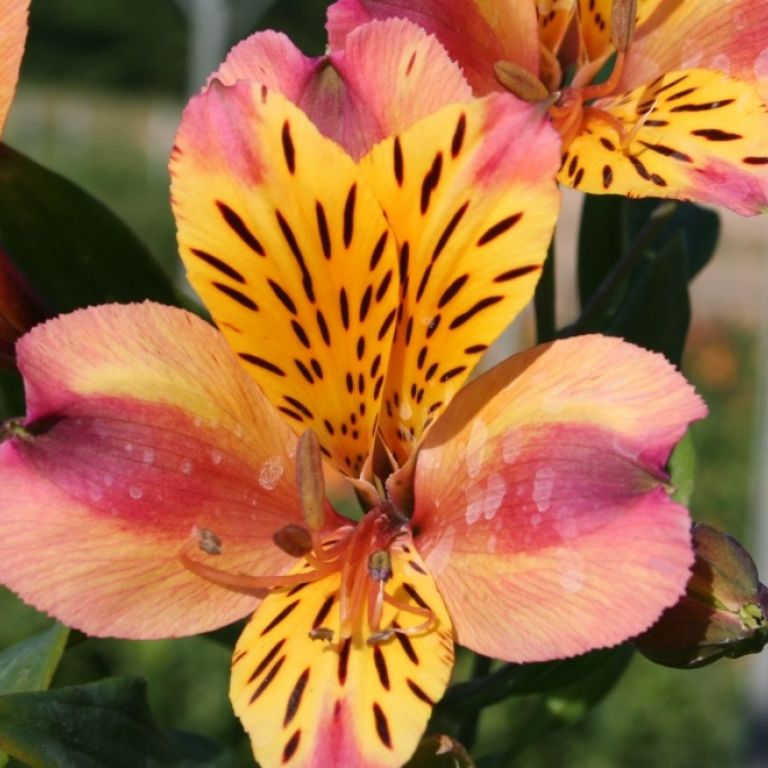 Alstroemeria Majestic / Garden
