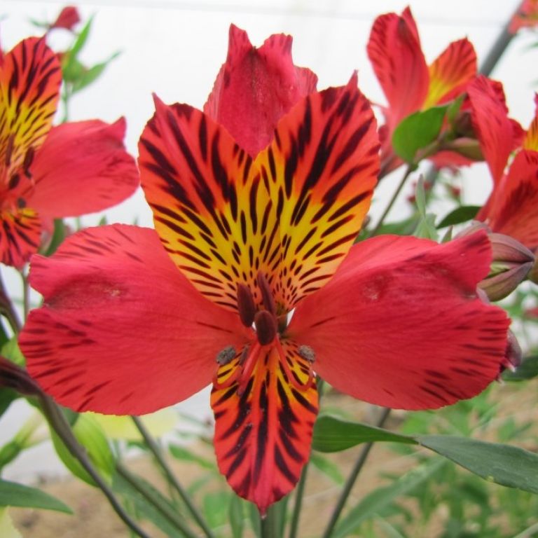Alstroemeria Majestic / Garden