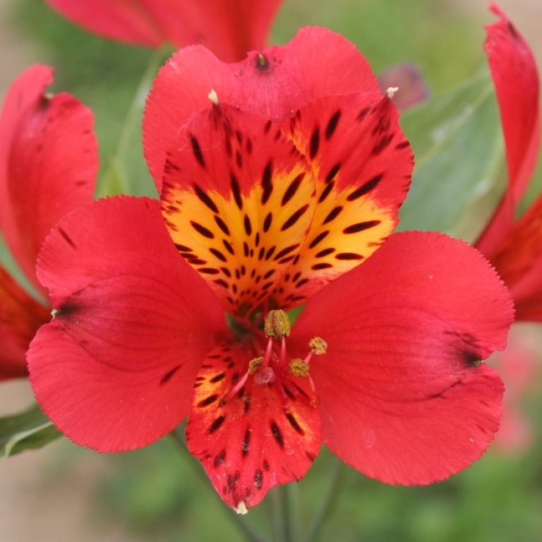 Alstroemeria Majestic / Garden