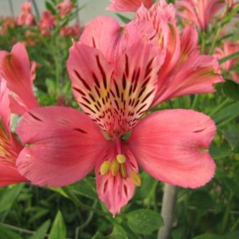 Alstroemeria Majestic / Garden