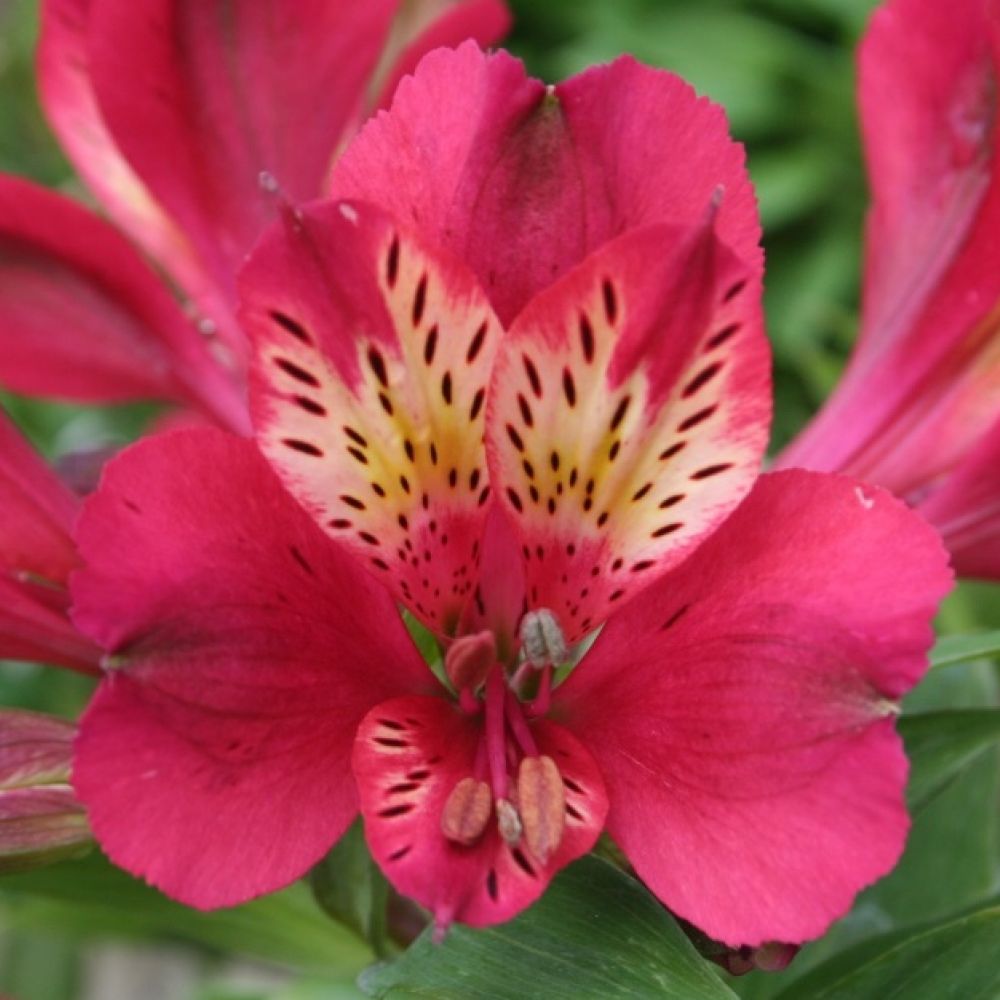 Alstroemeria Mini