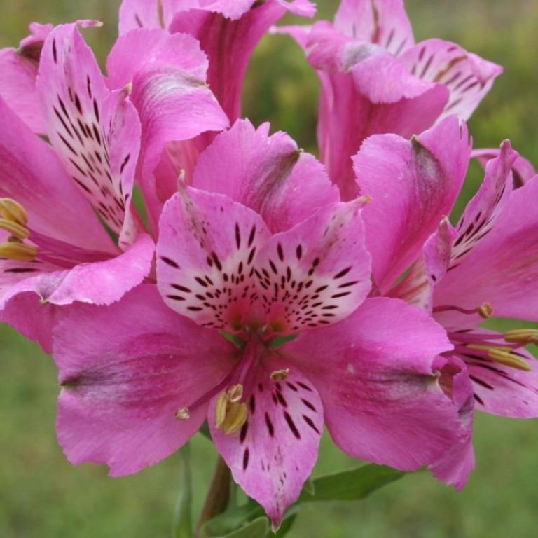 Alstroemeria Mini